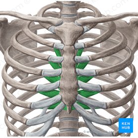 Atemzyklus: In- und Exspiration, Muskeln, Physiologie | Kenhub