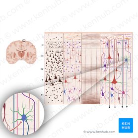 Dendrites: Structure and function | Kenhub