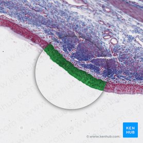 Einfaches Epithel - Histologie und Funktion | Kenhub