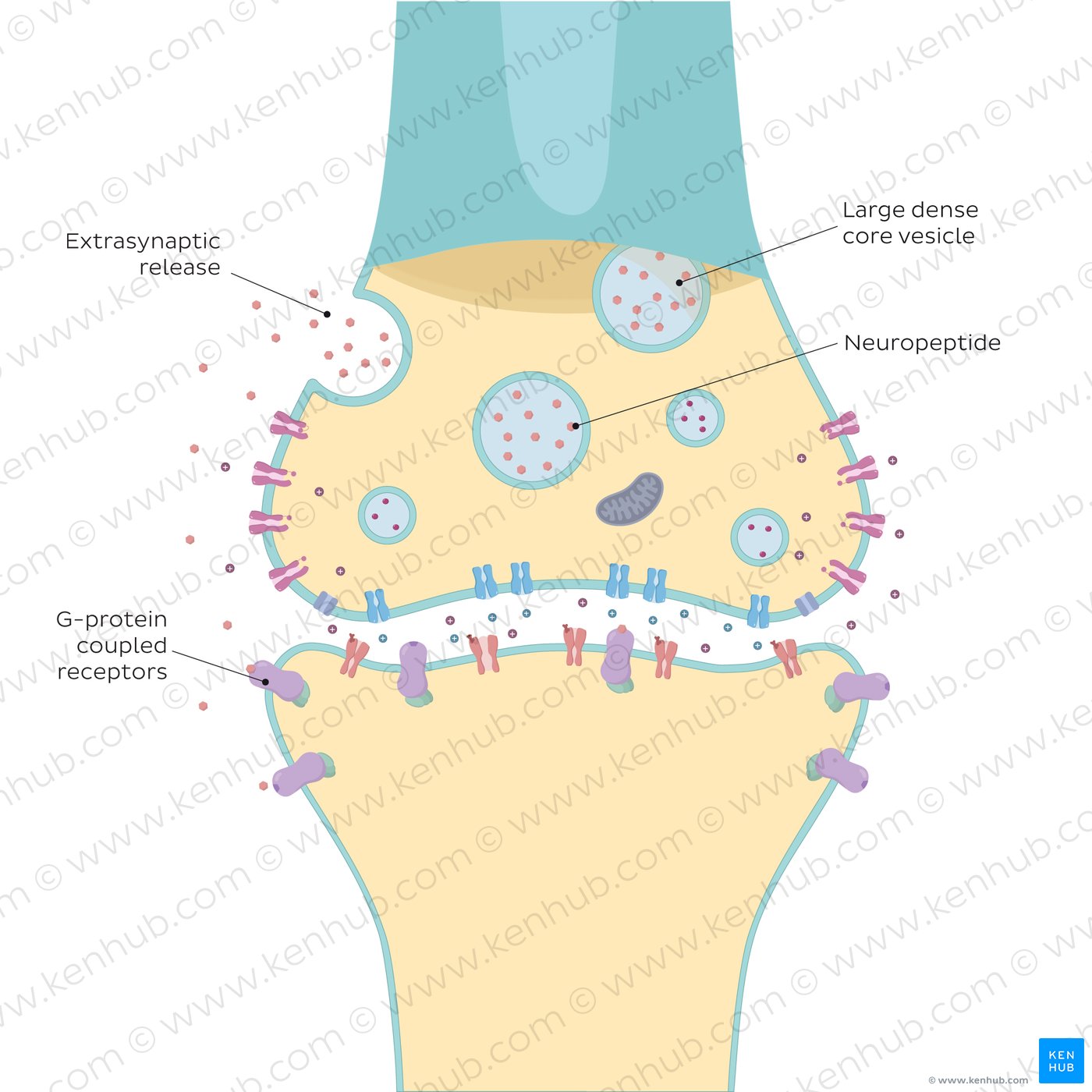 Neuropeptides: main types and functions | Kenhub