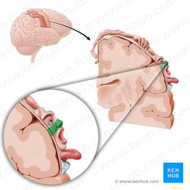 Motor cortex: Anatomy and function | Kenhub