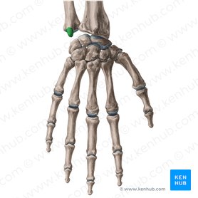 Radius and ulna: Anatomy and function | Kenhub