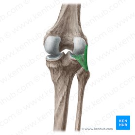 Musculus popliteus - Anatomie, Funktion und Verletzungen | Kenhub