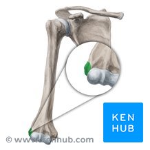 lateral condyle elbow
