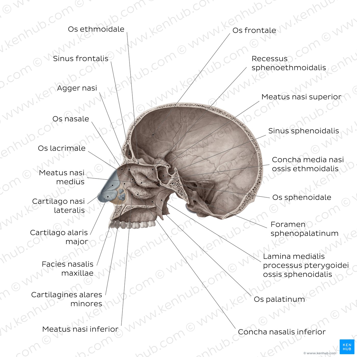 Die Nase - Anatomie, Aufbau und Blutversorgung | Kenhub