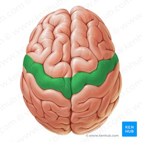 Lóbulo frontal: Anatomía, funciones y relaciones clínicas | Kenhub