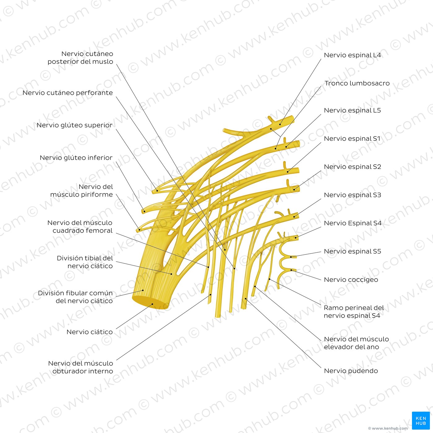 Plexo sacro: Anatomía y ramos | Kenhub