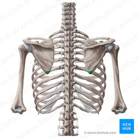 Latissimus dorsi: Origin, insertion, innervation,function | Kenhub