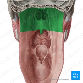 Nasopharynx: definition, structure and function | Kenhub