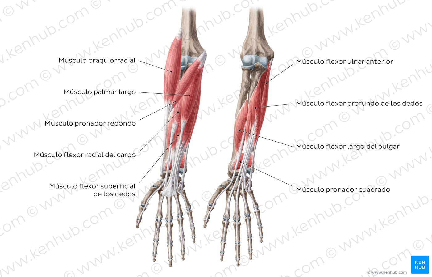 Codo y antebrazo anatomía: Músculos, huesos del antebrazo | Kenhub