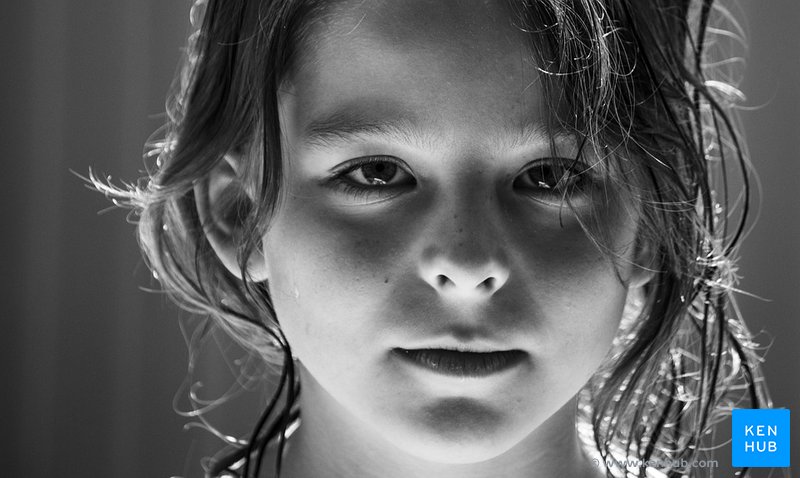 A face humana - Embriologia, anatomia e patologia | Kenhub