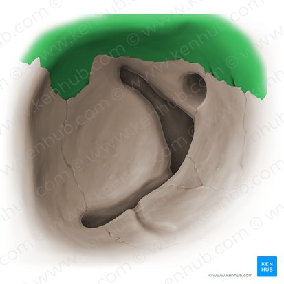 Sphenoid Bone Anatomy Borders Development Kenhub