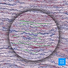 Axon: Structure and function | Kenhub