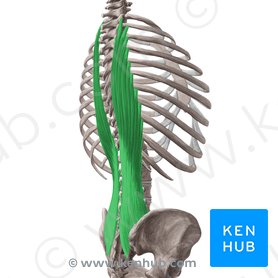 Longissimus: Origins, insertions, innervation and actions | Kenhub