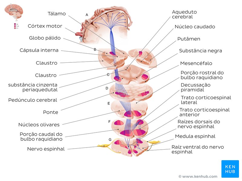 Vias Neurais e Tratos da Medula Espinhal - Anatomia | Kenhub