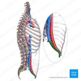External iliac vein: Anatomy, tributaries, drainage | Kenhub