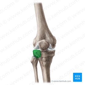 Tibia: Anatomy and clinical notes | Kenhub