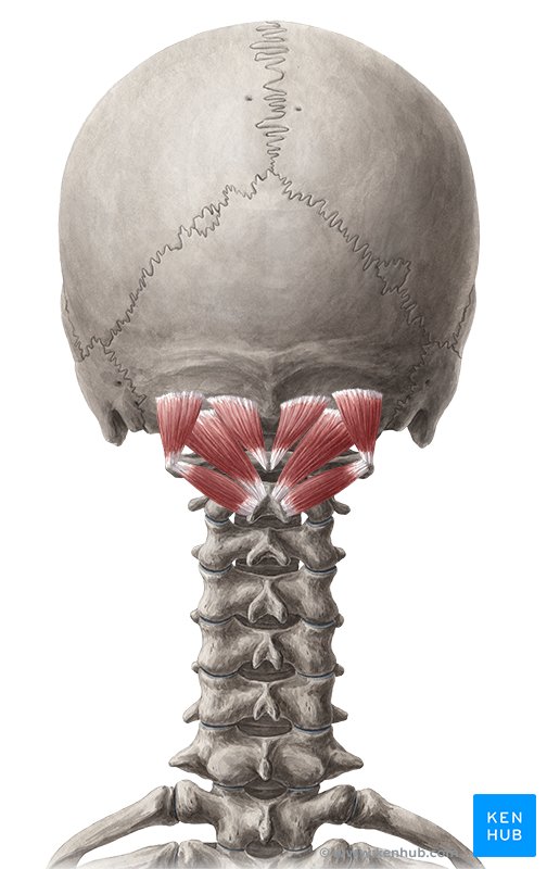 Suboccipital muscles: Anatomy | Kenhub