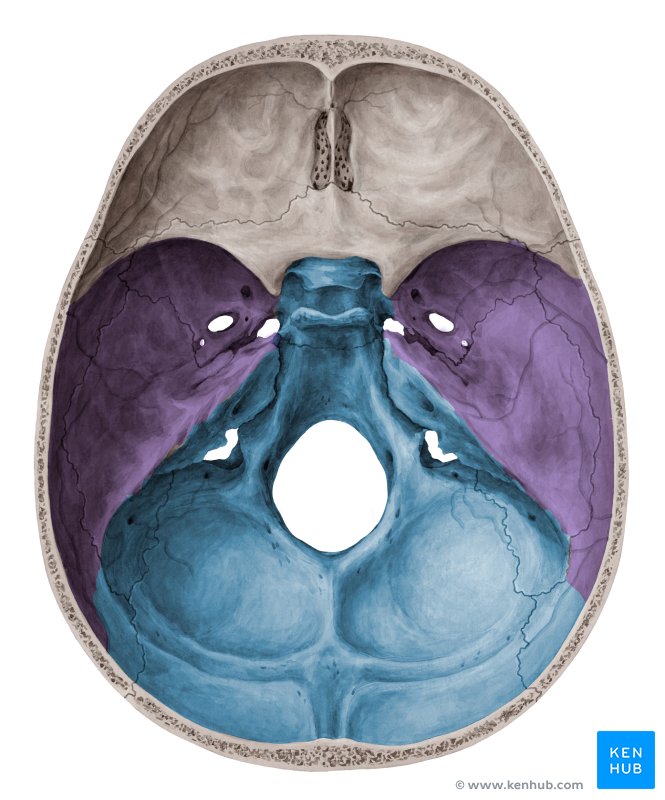 Anatomia Anterior Do Cranio