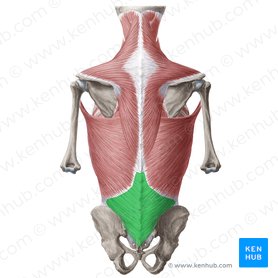 Anatomie der Bauchwand - Aufbau, Muskeln, Faszien | Kenhub