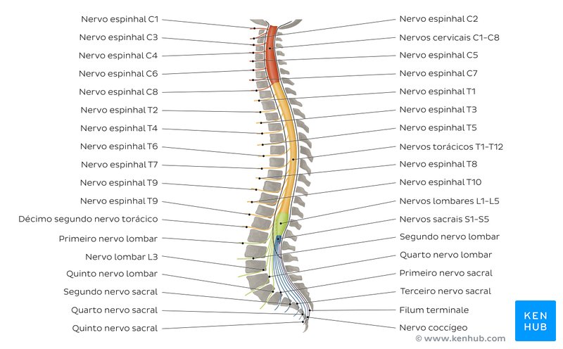 Coluna vertebral: Anatomia, vértebras, articulações | Kenhub