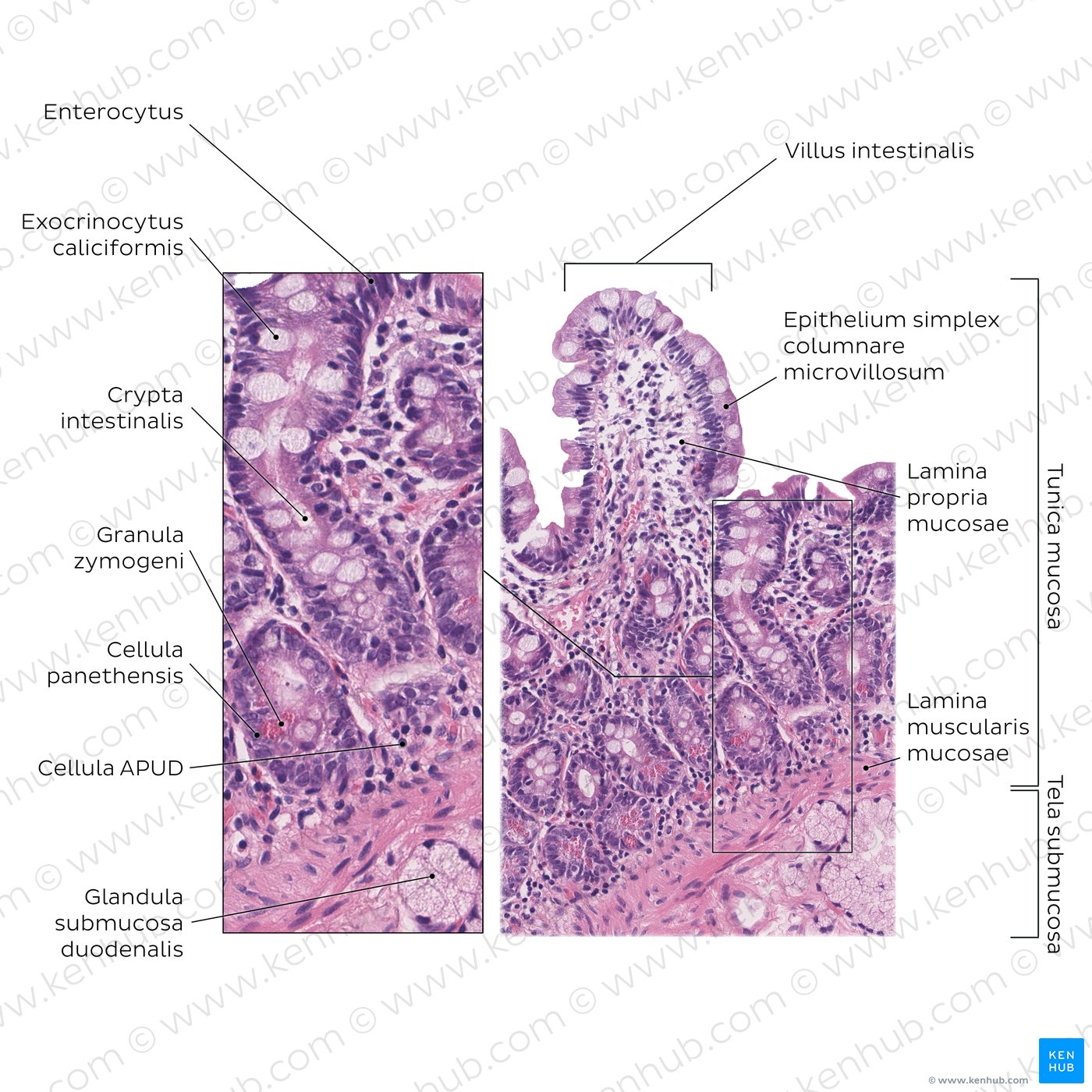 Function Of Crypts Of Lieberkuhn In Histology An Intestinal Gland