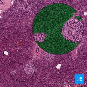 Histología del páncreas: Partes exocrinas y endocrinas | Kenhub