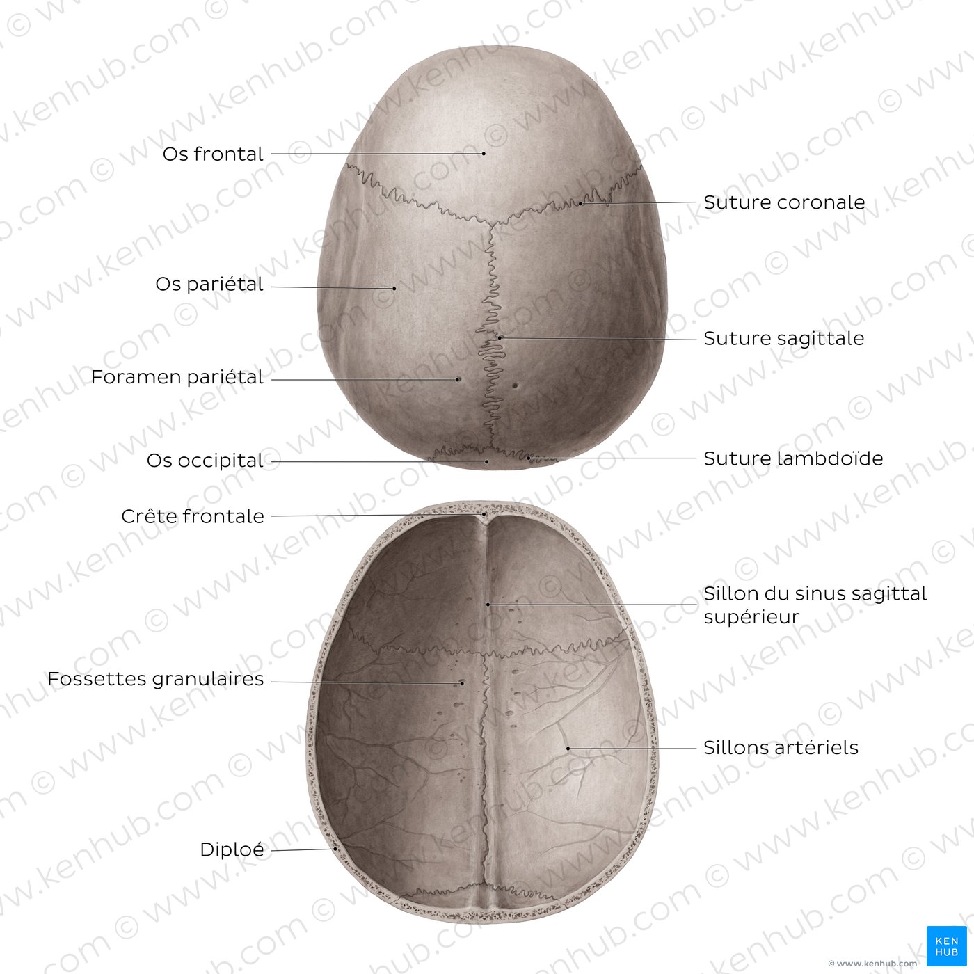 Crâne : Anatomie, structure, os et quiz | Kenhub