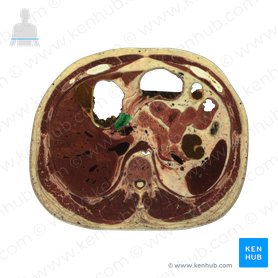 Duodenum: Anatomy, histology, composition, functions | Kenhub