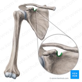 Shoulder girdle: anatomy, movements and function | Kenhub