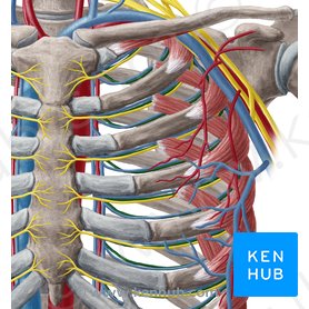 Internal thoracic artery: Anatomy, branches, supply | Kenhub
