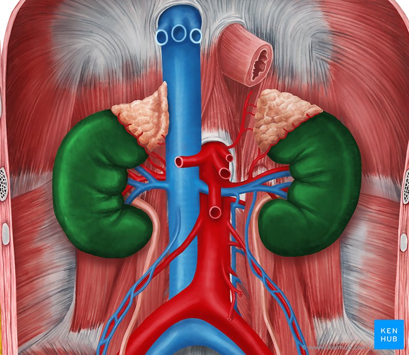 Rins, ureteres e glândulas adrenais - Anatomia e funções | Kenhub