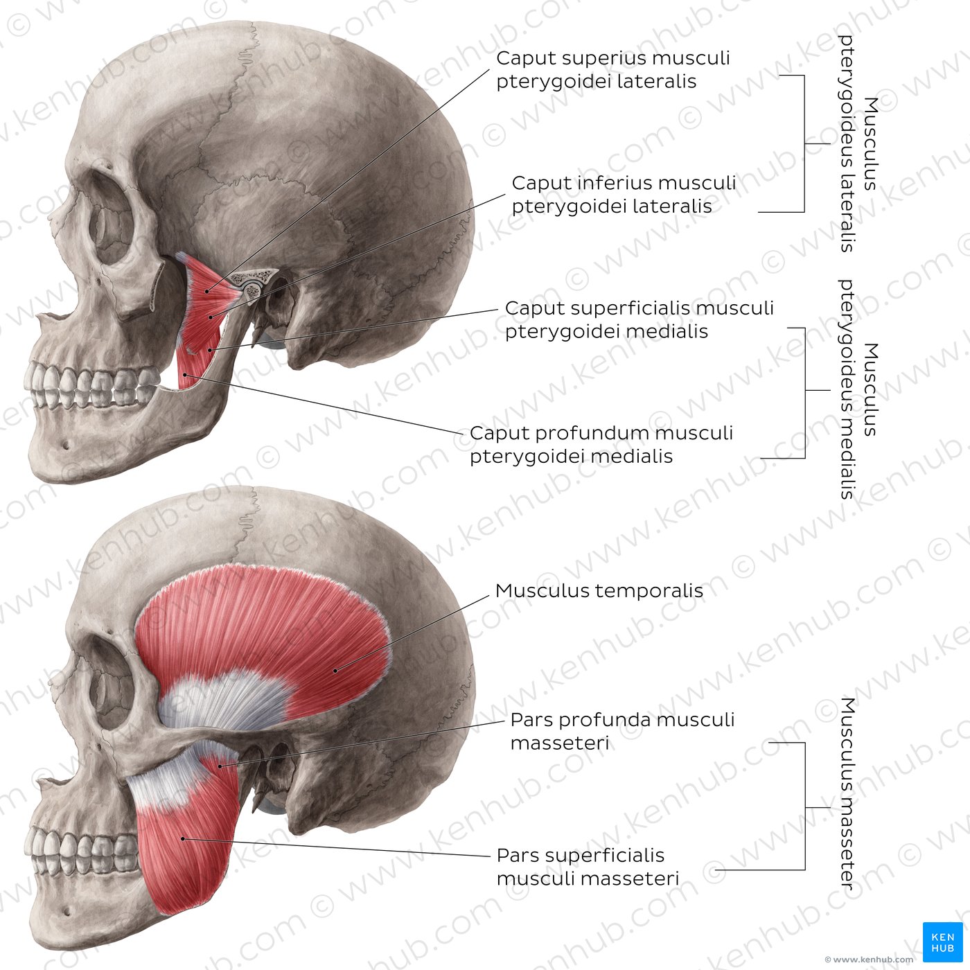 Musculus pterygoideus medialis und lateralis: Anatomie | Kenhub