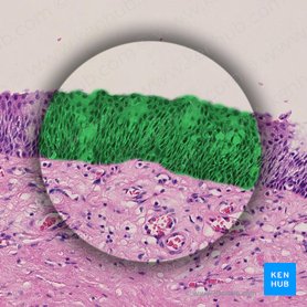 Mehrschichtiges Epithel - Histologie und Einteilung | Kenhub