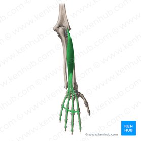Extensor digitorum: Origin, insertion and action | Kenhub