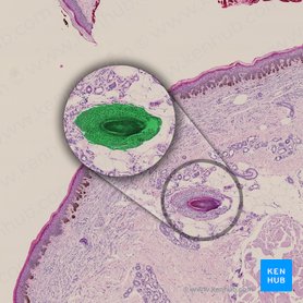 Hair follicle: anatomy and function | Kenhub