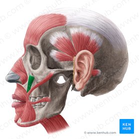 Muscles Of The Lips And Face | Lipstutorial.org
