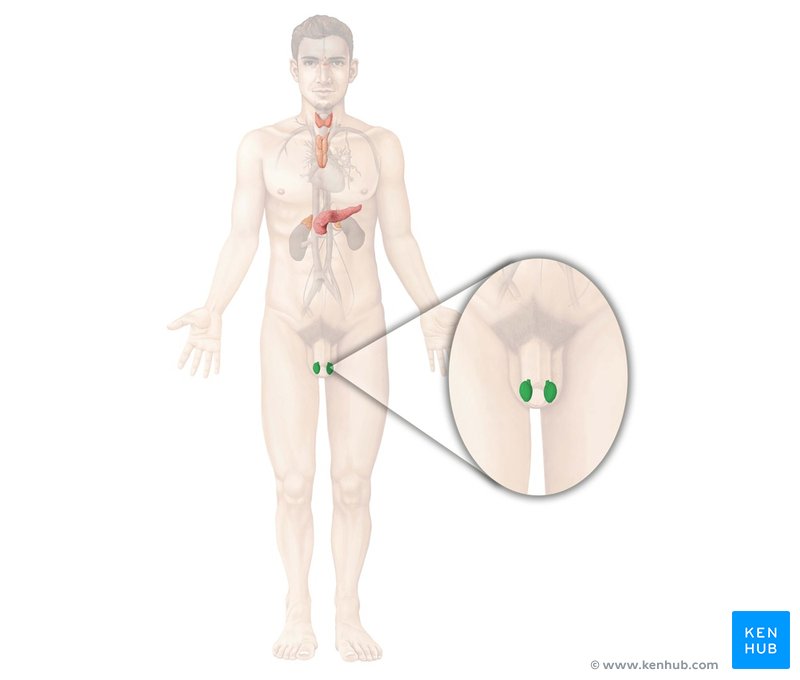 testis normal anatomical position