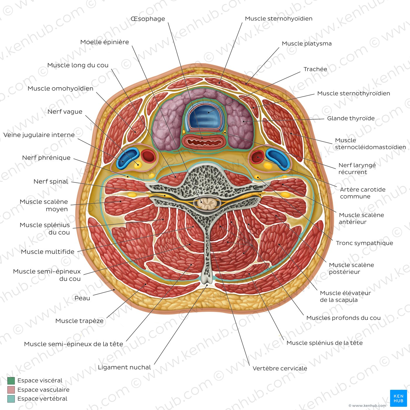 Anatomie du cou : Muscles, glandes, organes | Kenhub