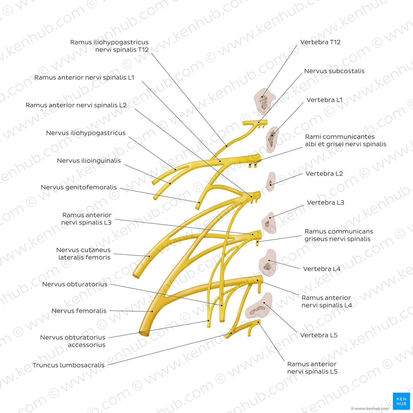 Plexus lumbalis und Plexus sacralis - Anatomie & Funktion | Kenhub