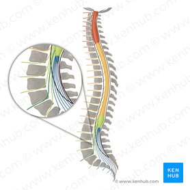Spinalnervensegmente und segmentale Qualität - Anatomie | Kenhub