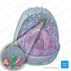 Cellular organelles and their functions | Kenhub