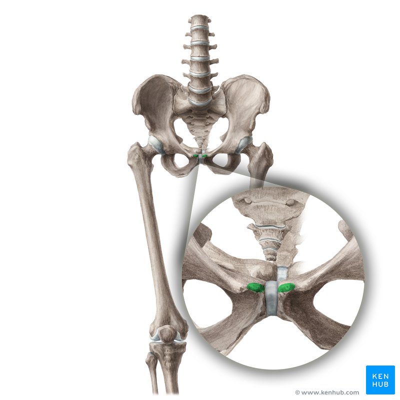 Pubic crest: Anatomy and structure | Kenhub