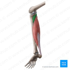 Leg muscles: Anatomy and function of the leg compartments | Kenhub