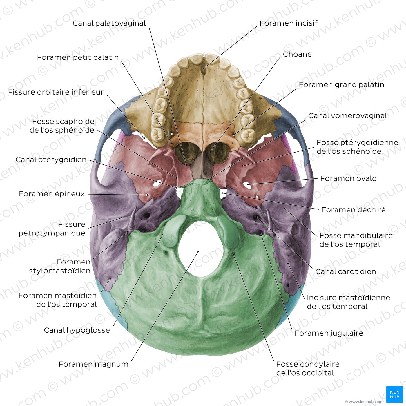Crâne : Anatomie, structure, os et quiz | Kenhub
