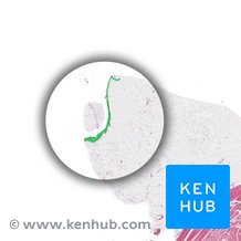 Mesothelium: Anatomy and function | Kenhub