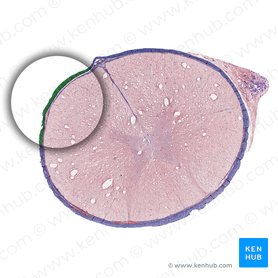 Dura: anatomy, function and features. | Kenhub