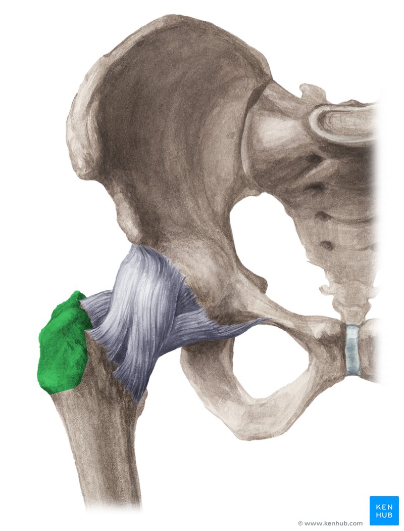 Trochanter major: Anatomie und Funktion | Kenhub