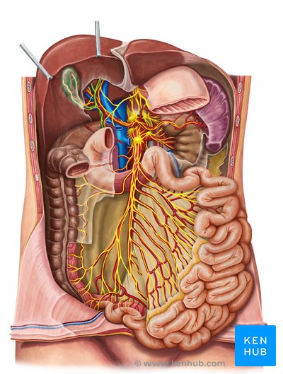 Plexo celíaco (solar): Definición, anatomía y función | Kenhub