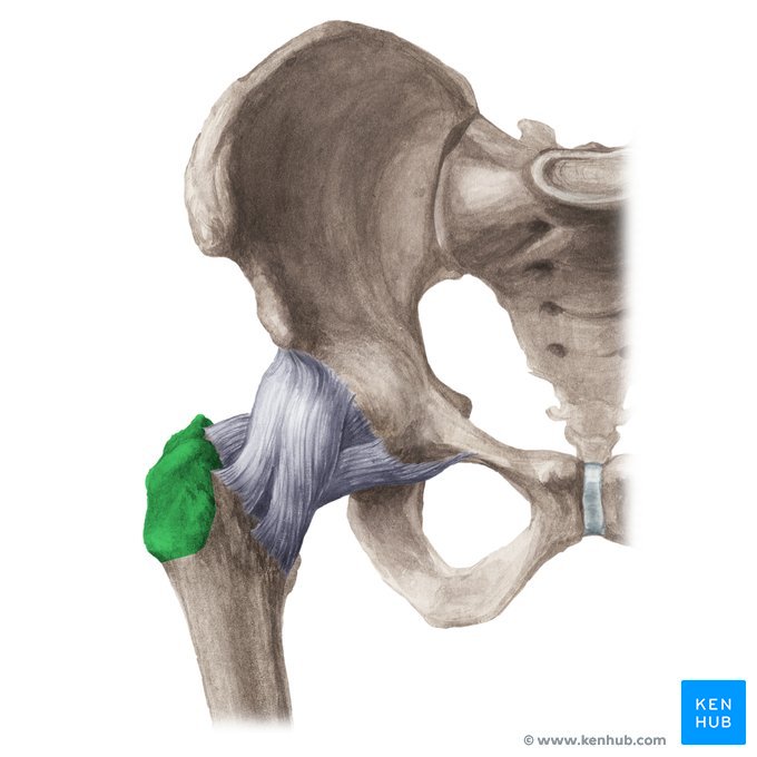 Greater trochanter of femur: Anatomy and function | Kenhub